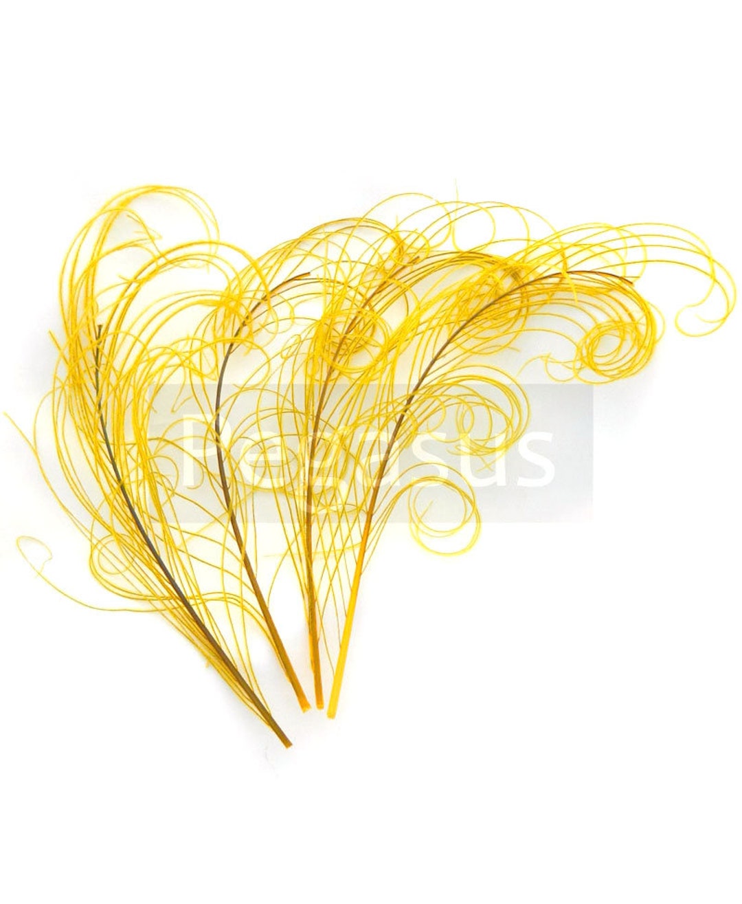 GOLDEN YELLOW Peacock Feather Sprigs (6-8 Inches)(3 Packages) Plumes ...