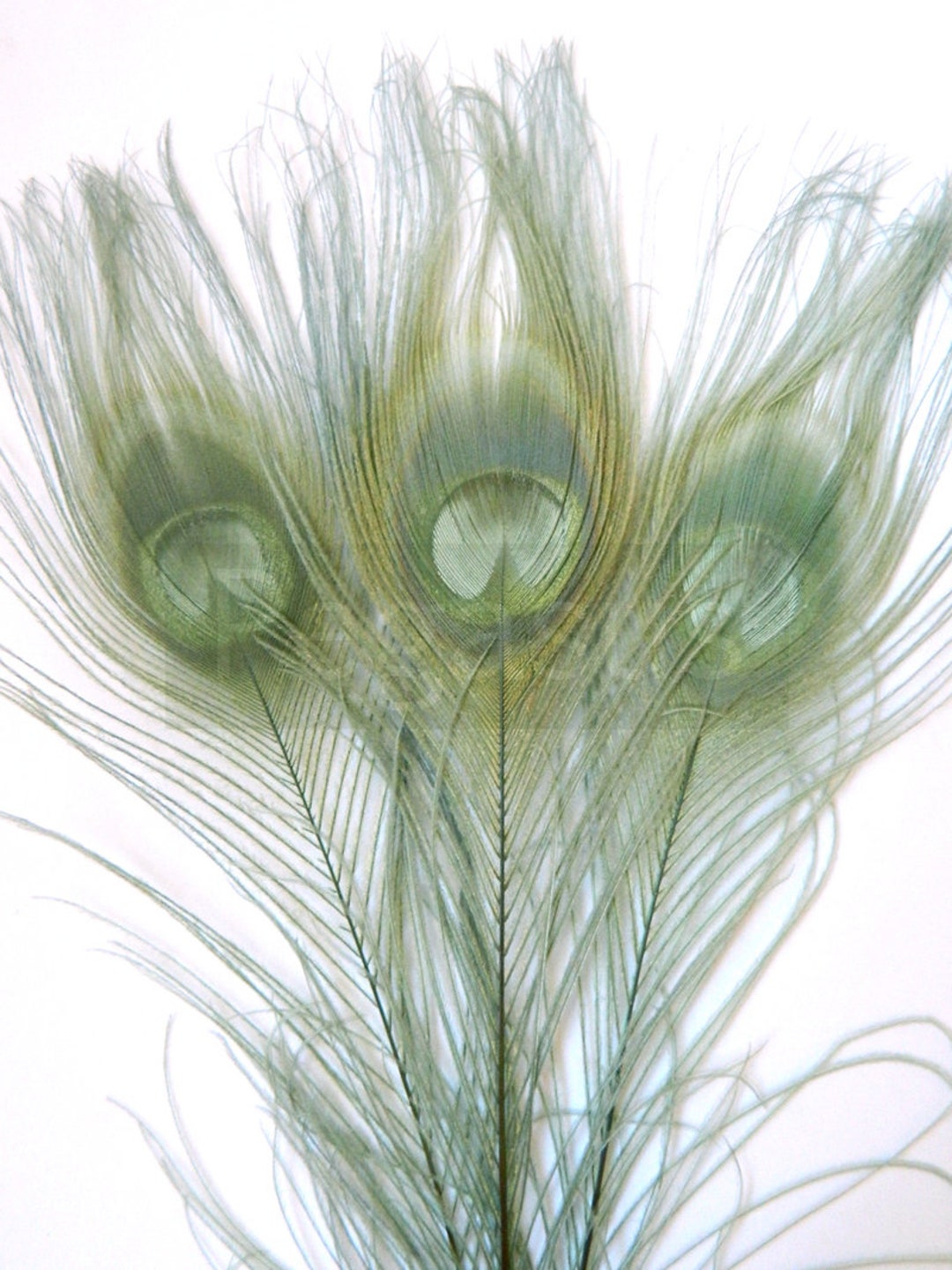 Sage Green Peacock Feather Eyes (2 Size Option)(rf) Feather for ...