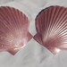 Custom Mermaid Seashell Bra Any Color MADE TO ORDER - Etsy