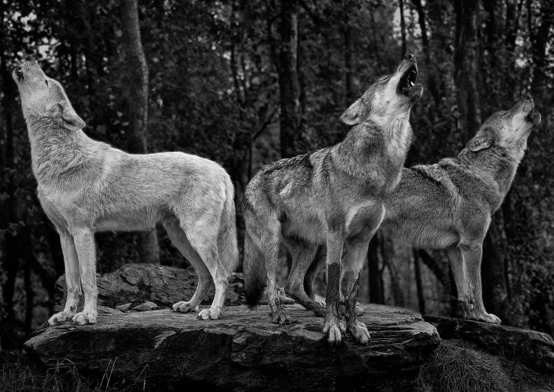 10 Photos of Really Beautiful Wolves, to Download and Use Freely ...