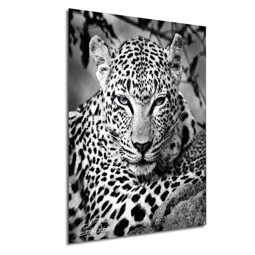 Leopard Headshot Print: African Safari Wildlife Photography - Etsy