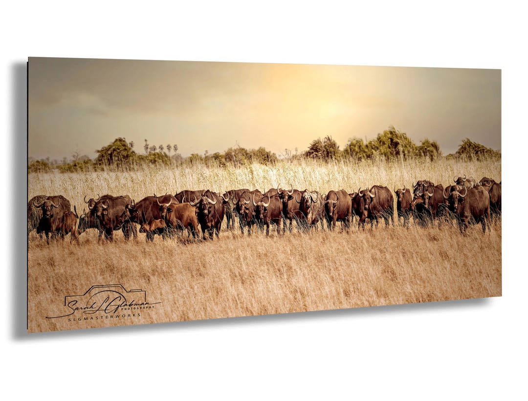 Buffalo Panoramic Africa Artwork, Wildlife Safari Home Decor, African ...