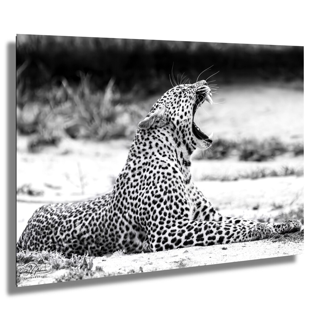 Contemporary Art African Safari Leopard Black and White Wall Art ...