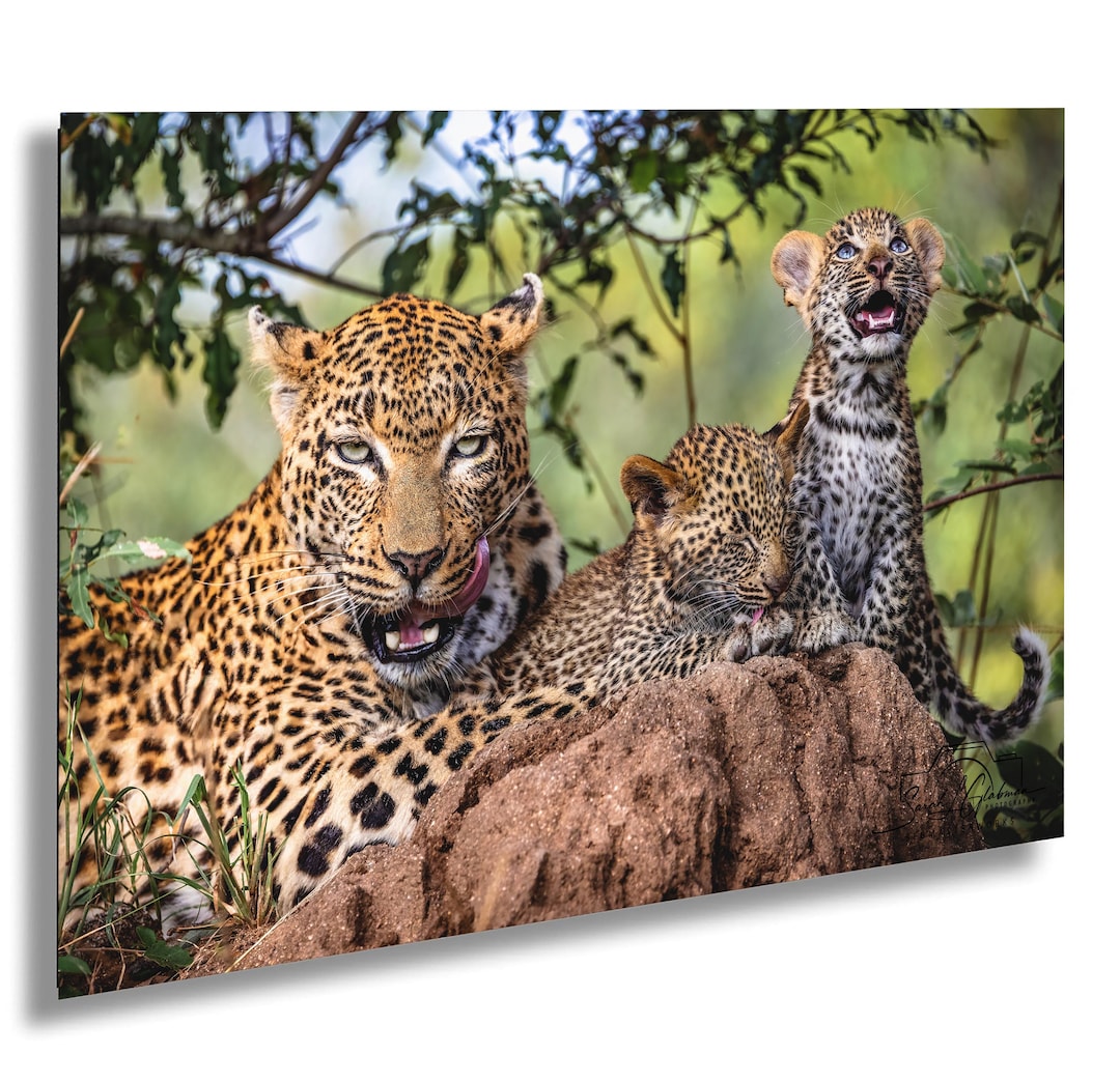 Leopard With Cubs African Safari Wall Art Print, Cheetah Family ...