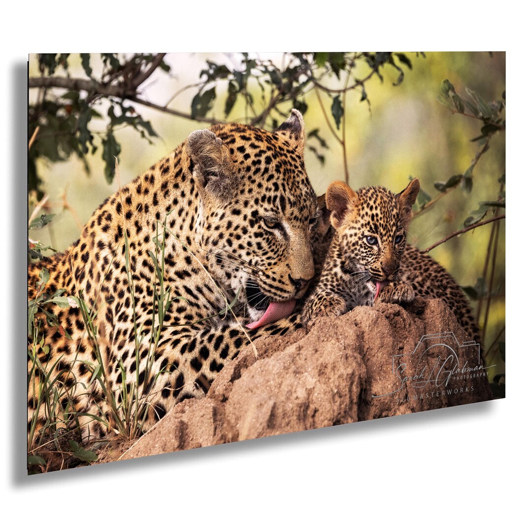 Leopard Cub Family Africa Safari Art Print, Wildlife Wall Decor, Big ...