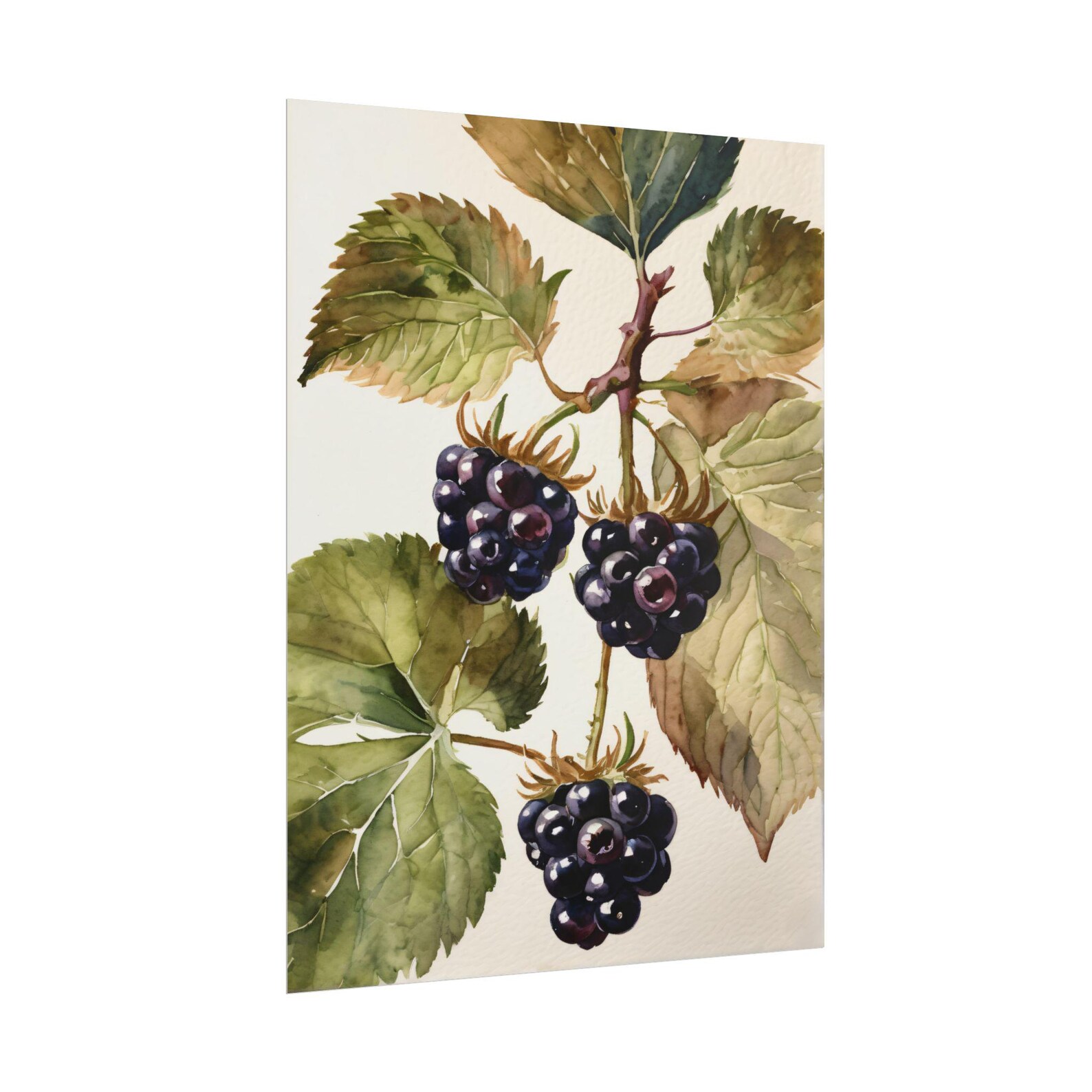 Blackberry Painting, Watercolor Berry Art Print, Botanical Kitchen Wall ...