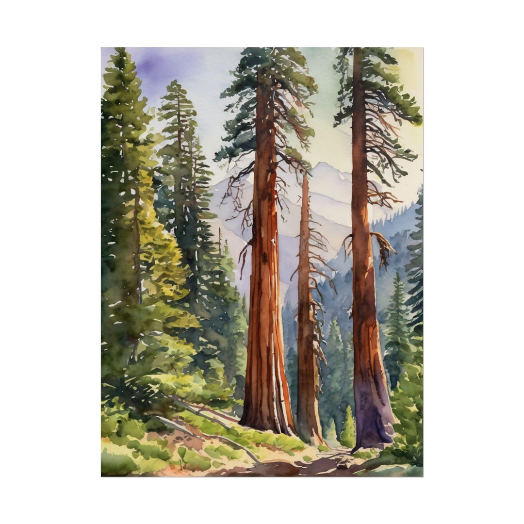 Sequoia National Park Watercolor Painting, Pine & Redwood Forest Art ...