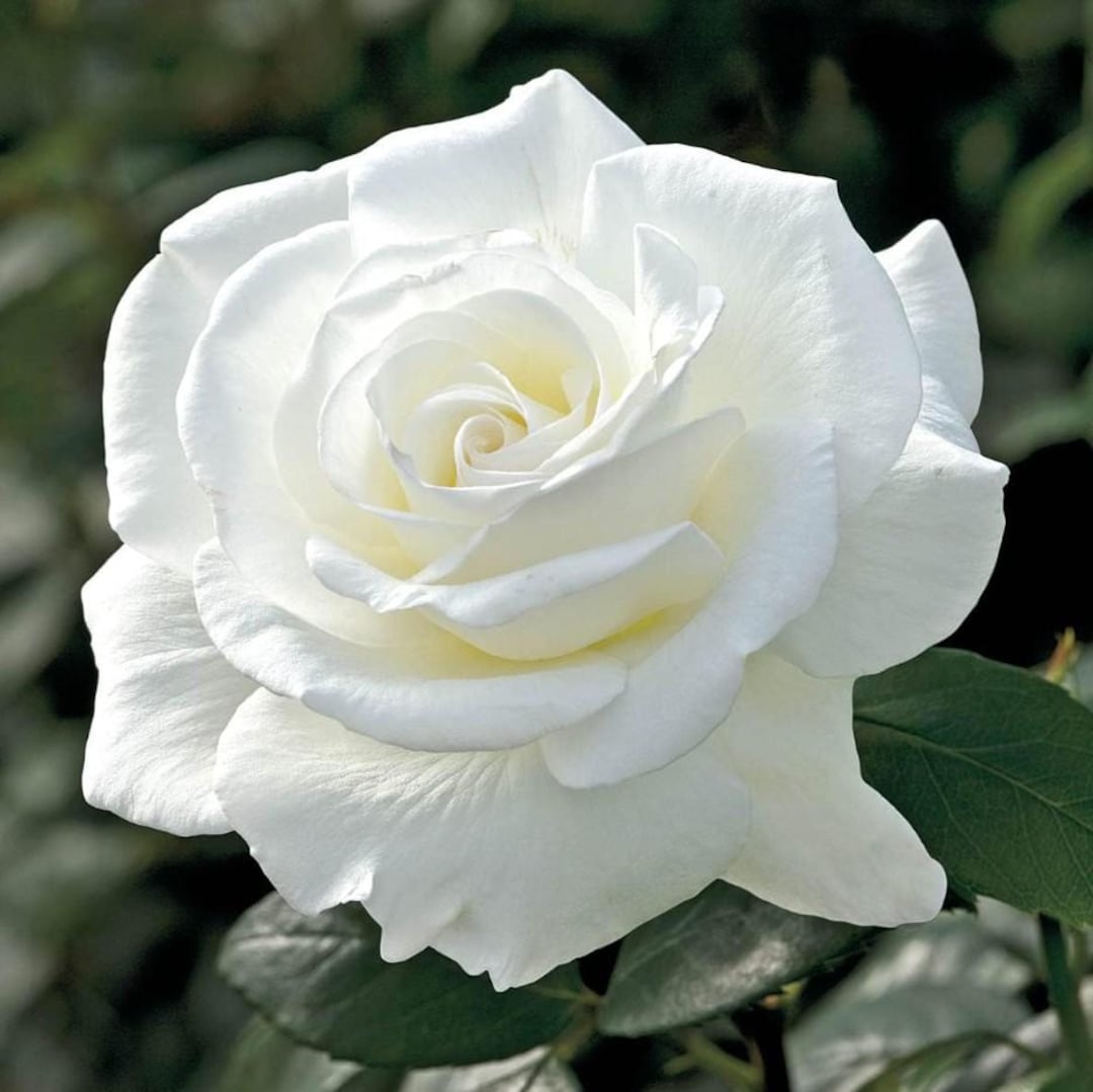 John F Kennedy Rose Plant Live John F Kennedy Rose Rose Bushes Ready to ...