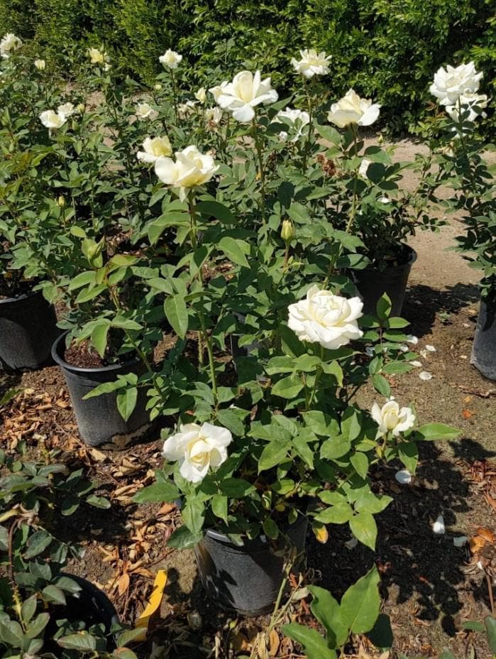 John F Kennedy Rose Plant Live John F Kennedy Rose Rose Bushes Ready to ...