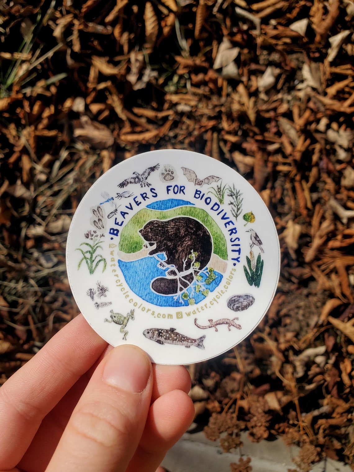 Beavers for Biodiversity Sticker: Watercolor Wildlife Ecology Art - Etsy