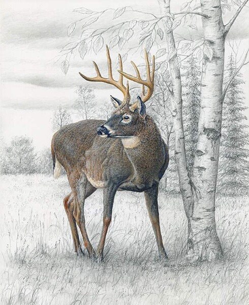Whitetail Doe Drawing