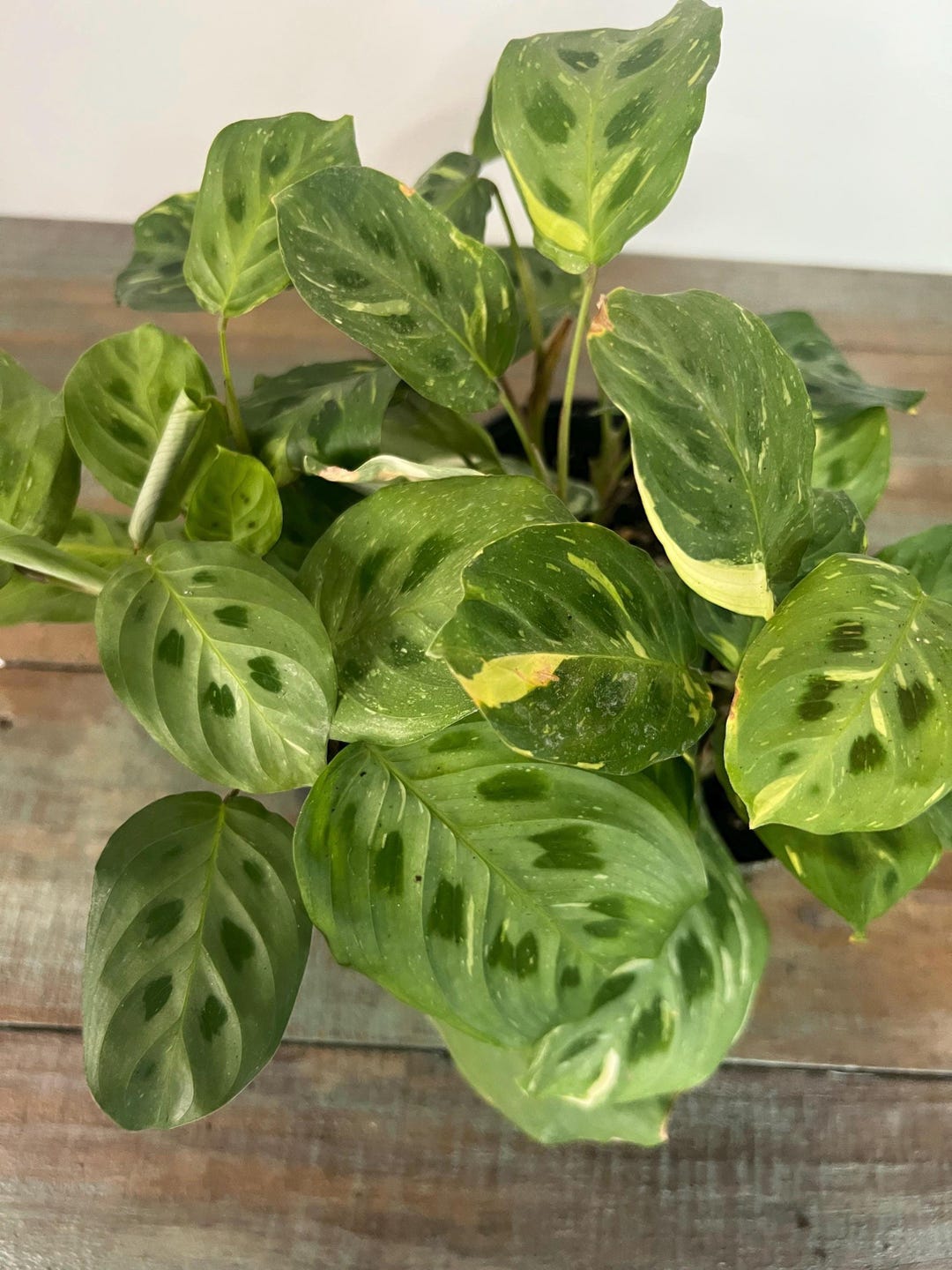 4 Variegated Beauty Kim Maranta Prayer - Etsy