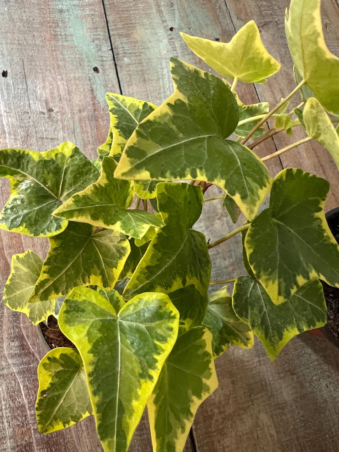 3 Gold Child Ivy Hedera Helix - Etsy