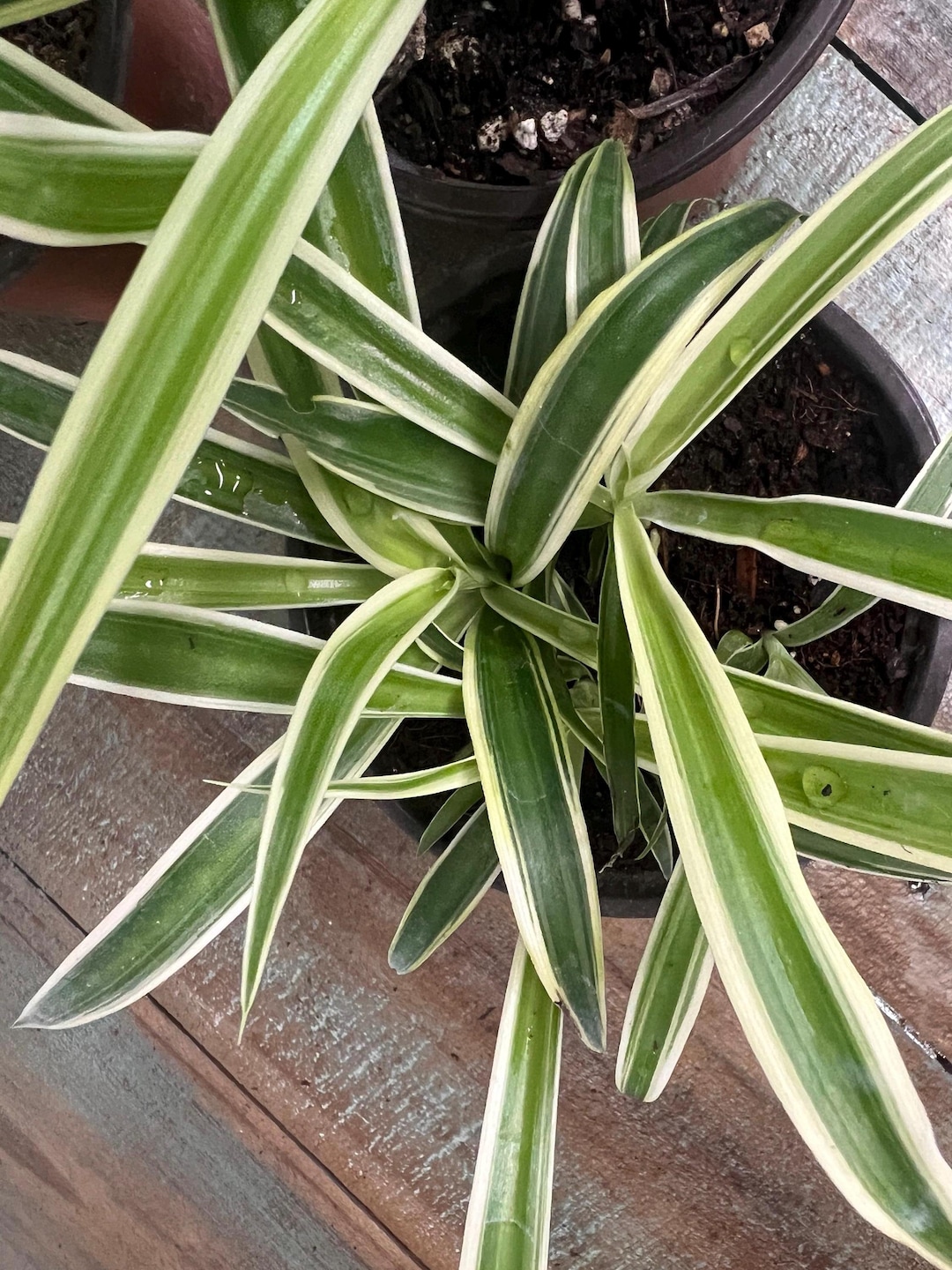 4" Spider Plant - Chlorophytum Comosum - Etsy