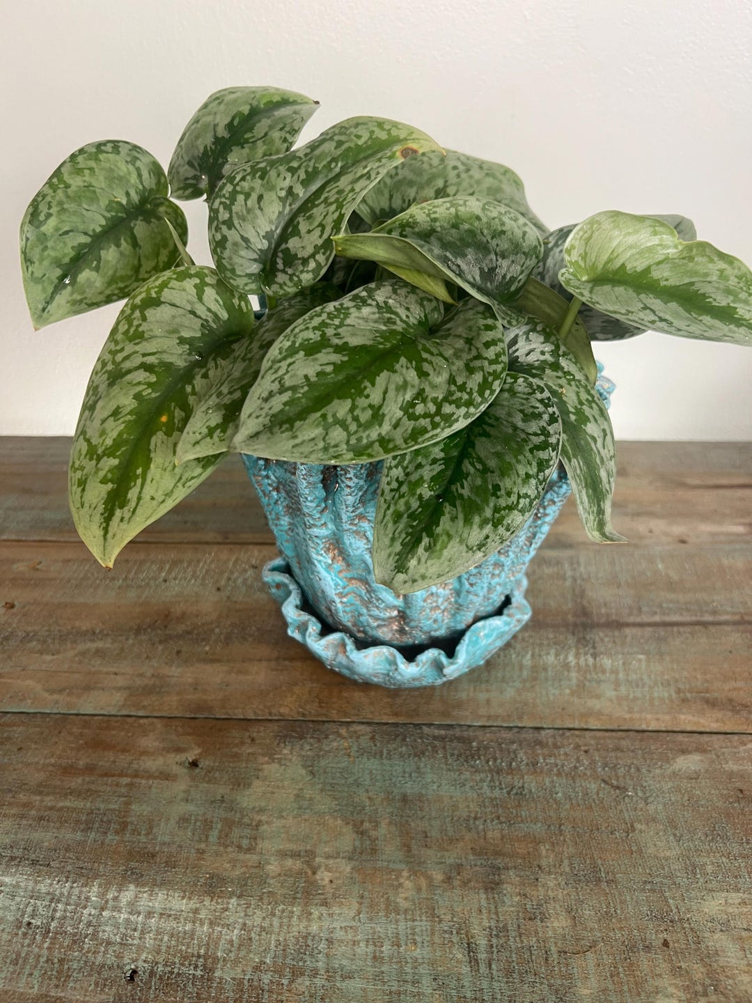 4.5 Splish Splash Pothos Scindapsus Pictus Exotica - Etsy