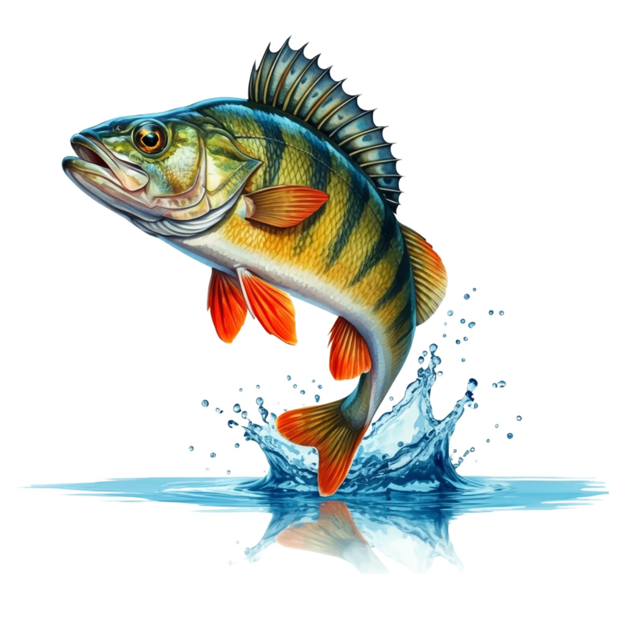 Perch Fish PNG Digital Design, Perch Clipart for T-shirts & Sweatshirts ...