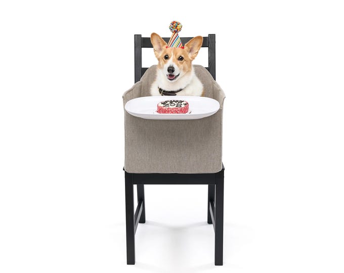 Bailey Chair for Dogs, High Chair for Dogs, Elevated Eating Chair for ...