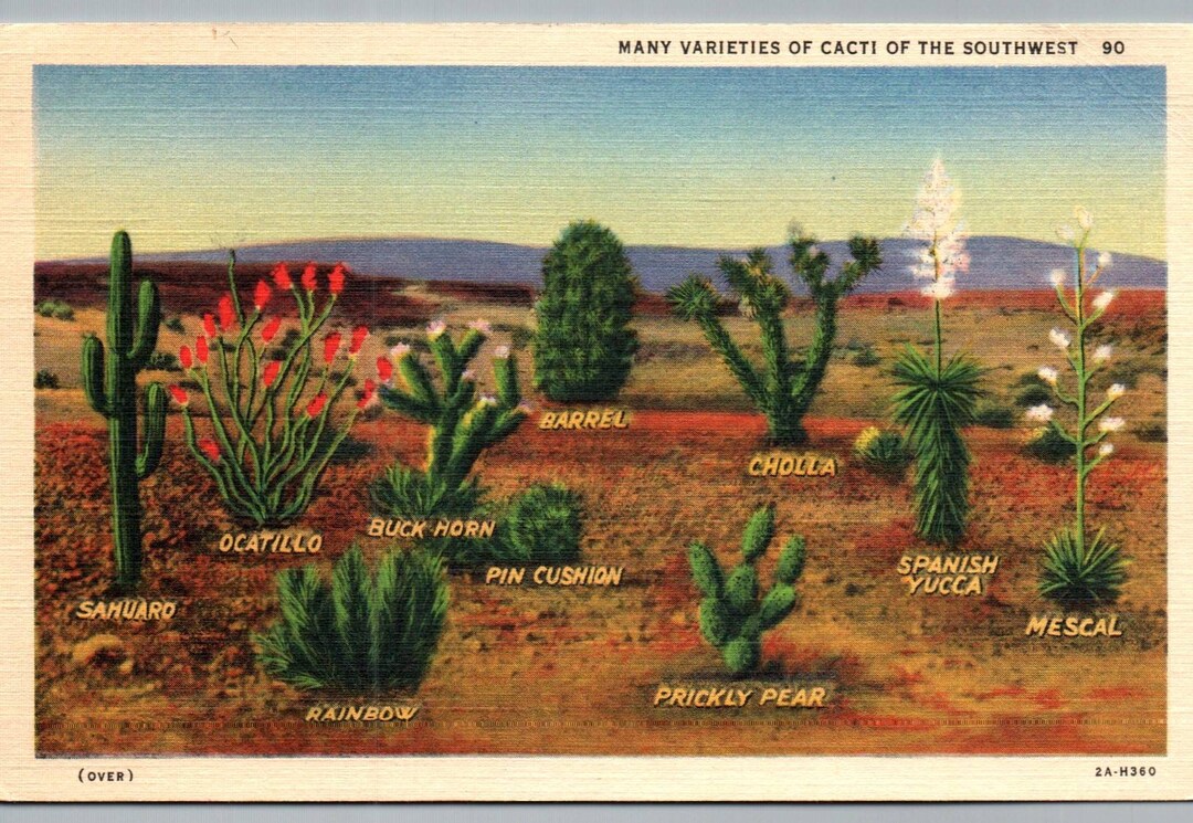 Vintage Postcard Many Varieties of Cacti of the Southwest Desert Linen ...
