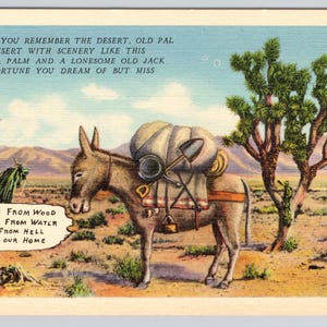 Donkey Postcard - Lonesome Old Jack, Donkey in the Desert Miles From ...