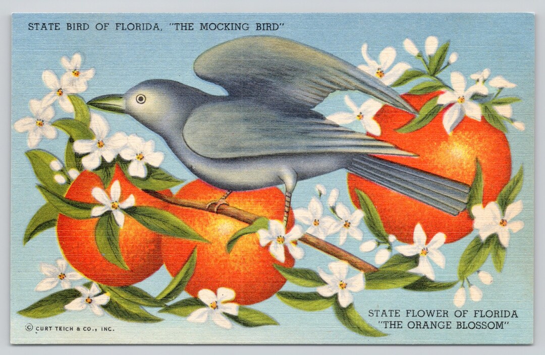 Florida State Bird Mockingbird Vintage Postcard and Orange Blossoms ...