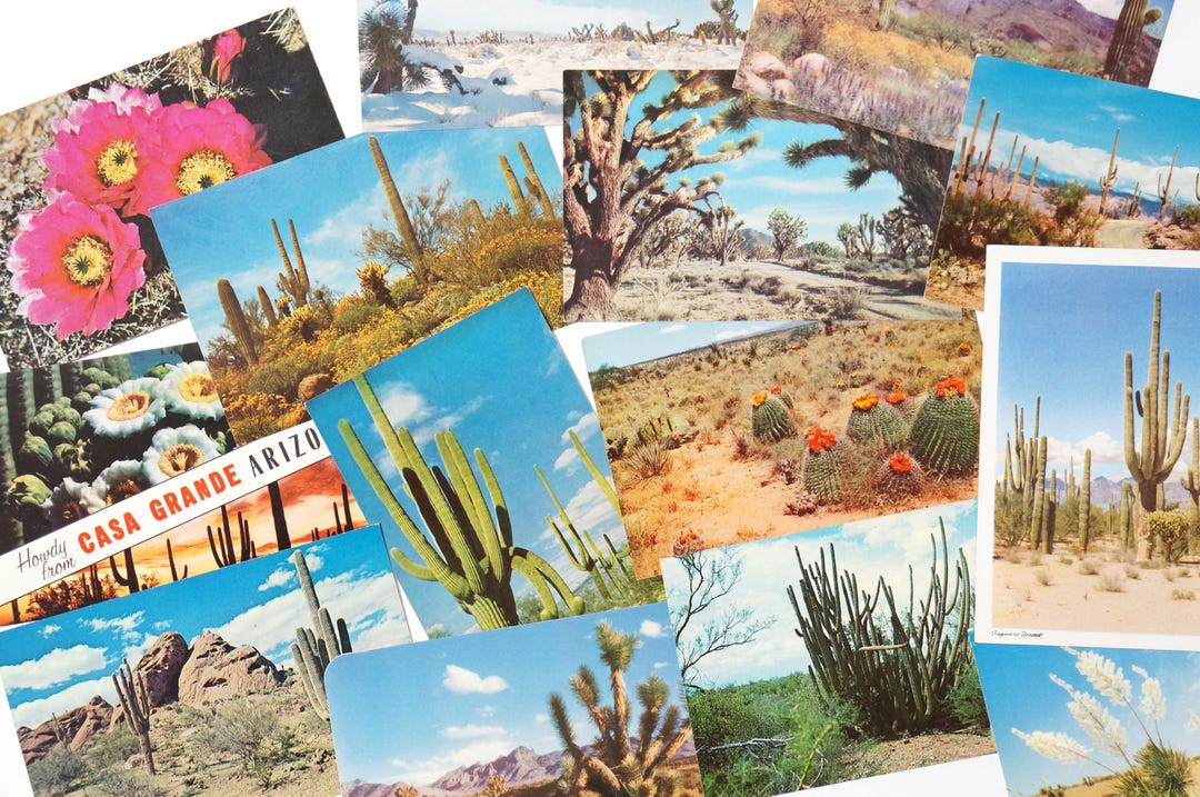 Cactus Postcard Lot of 10 Chrome Cards of Flowers, Plants, Desert ...