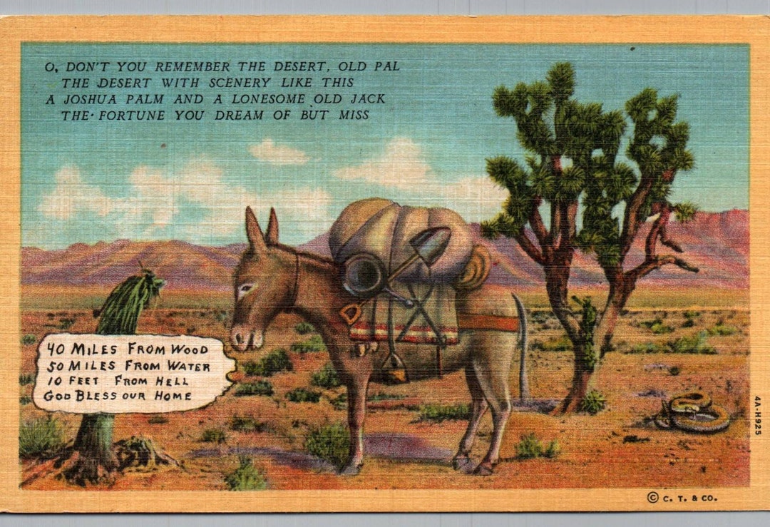 Donkey Postcard Lonesome Old Jack Donkey in the Desert - Etsy