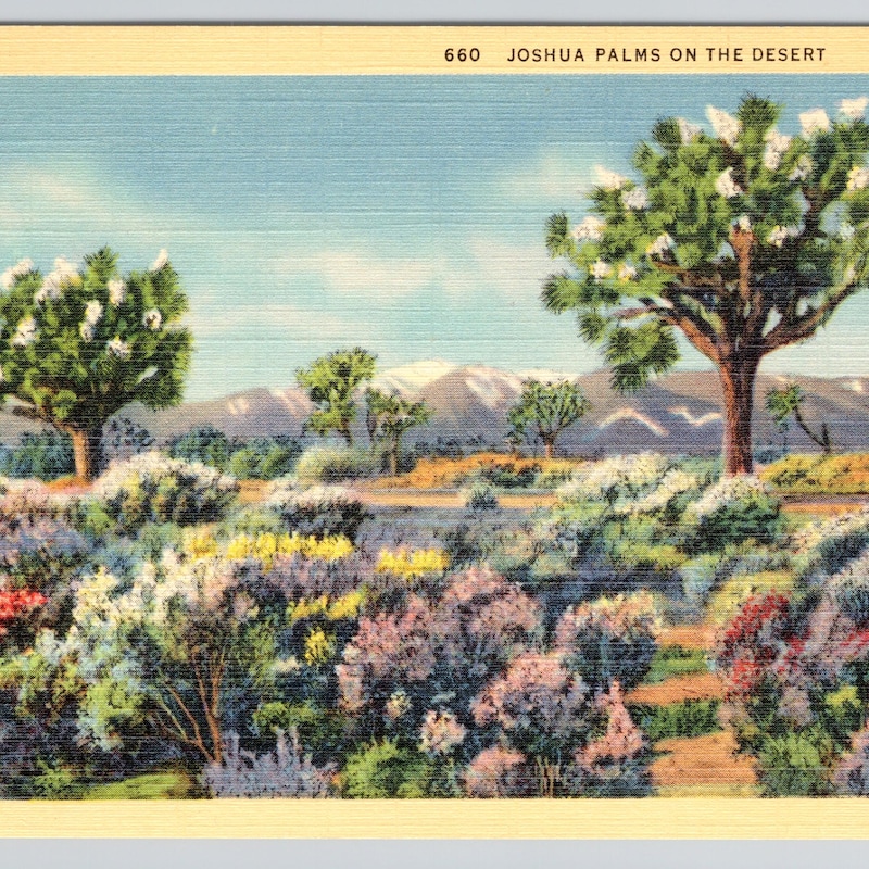 Vintage Palm Tree Post Card - Etsy