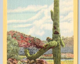 Sentinels of the Desert Giant Cactus Sahuaro Vintage Postcard ...