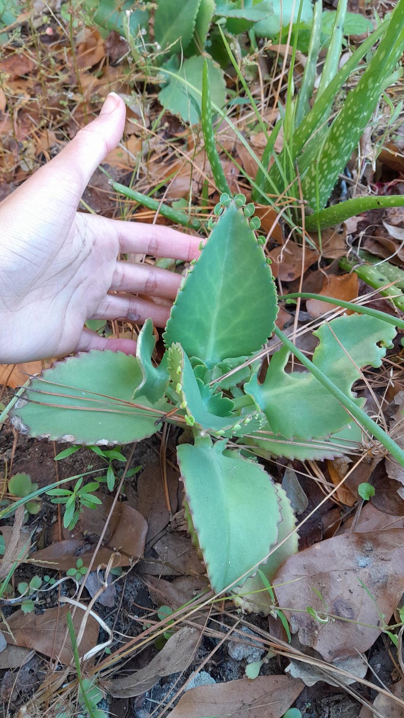 Mother of Thousands [kalanchoe Daigremontiana] Alligator Plant ...