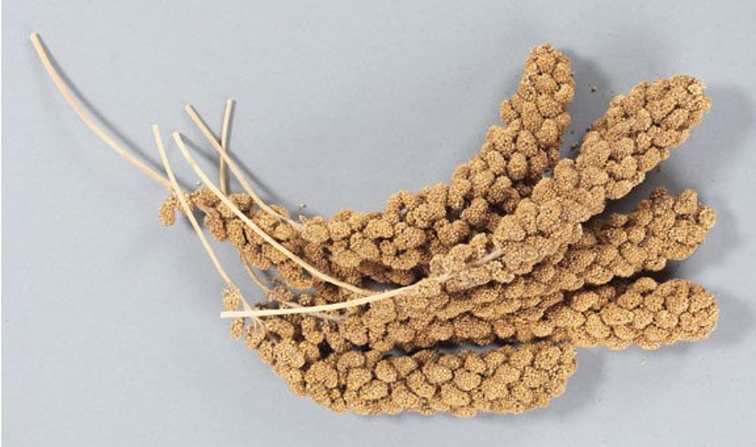 Organic Millet - Etsy