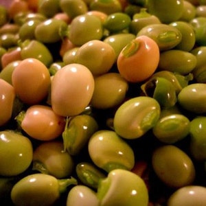 Gandules Verdes Pigeon Pea Congo Pea - Etsy