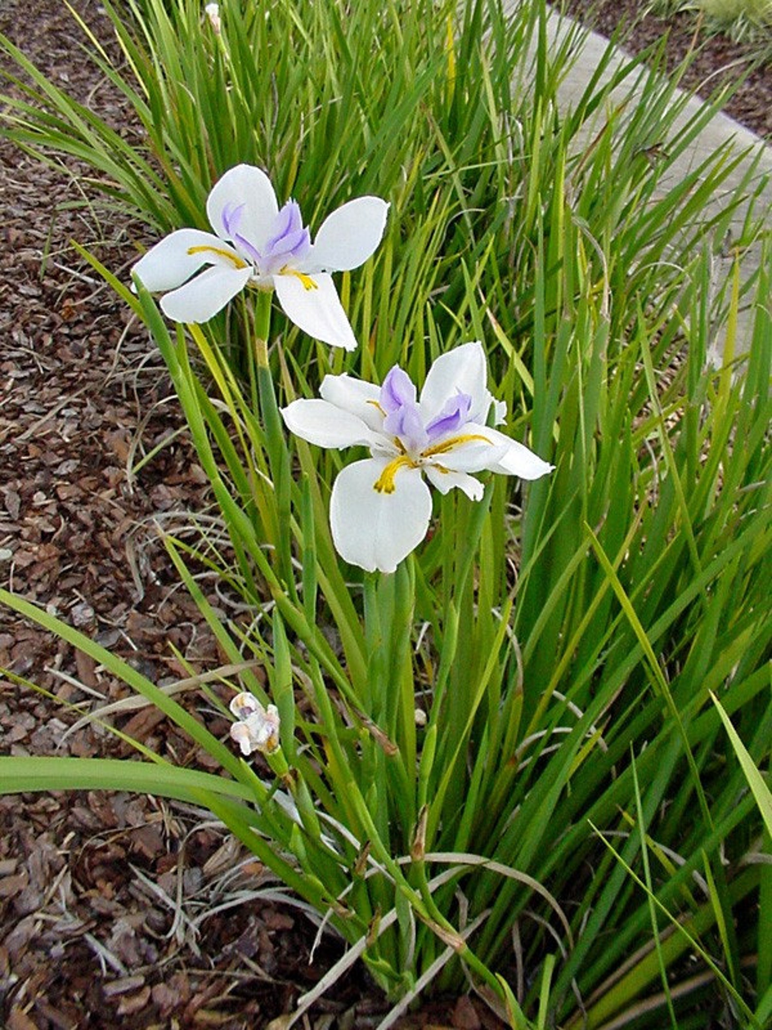 African Iris Dietes Iridioides - Etsy