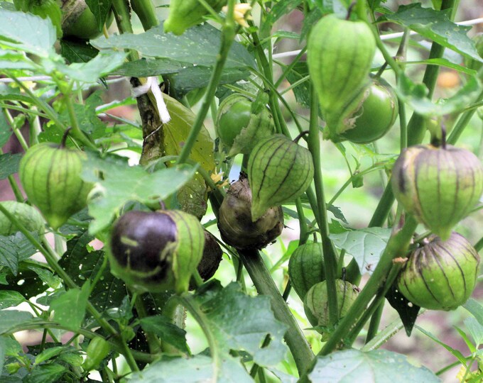 Purple Tomatillo Seeds PURPLE SALSA - Etsy