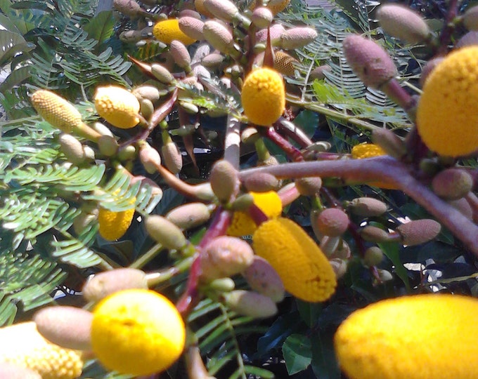 RARE Exotic Acacia Cornigera Bullhorn Seeds - Etsy