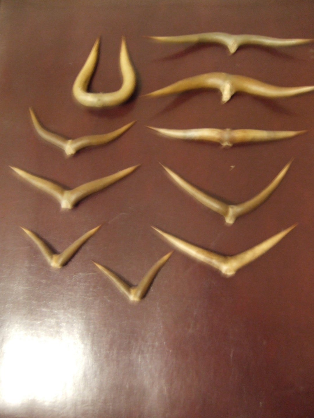 Miniature BULL HORNS - Etsy