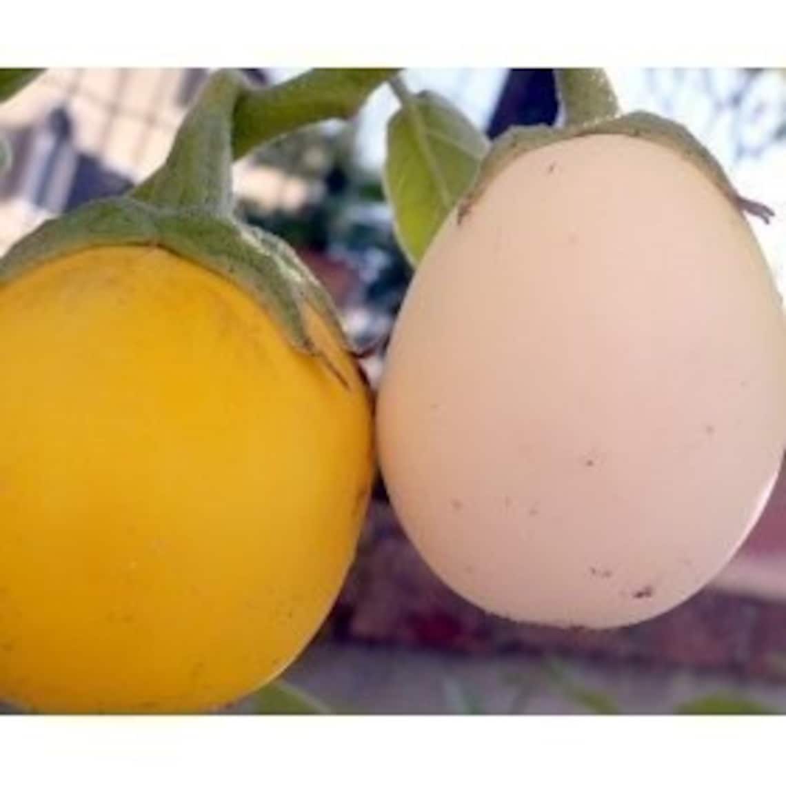 Egg Tree Seeds - Etsy