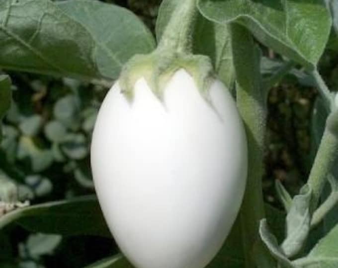 Egg Tree Seeds - Etsy