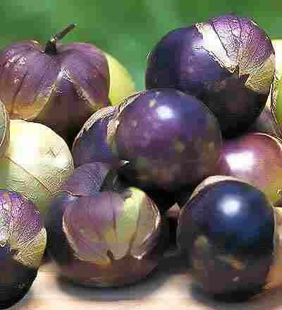 Purple Tomatillo Seeds PURPLE SALSA | Etsy