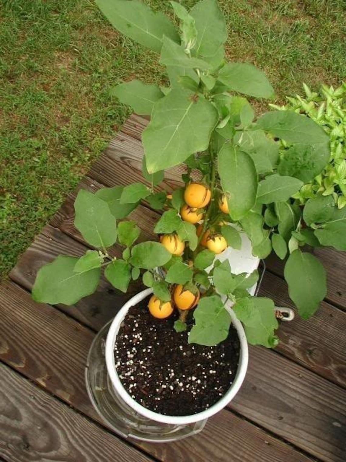 Egg Tree Seeds - Etsy