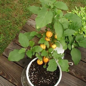 Egg Tree Seeds - Etsy