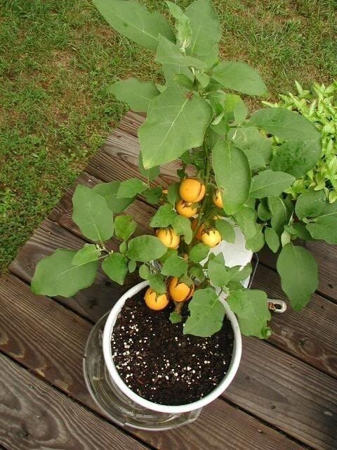 Egg Tree Seeds | Etsy