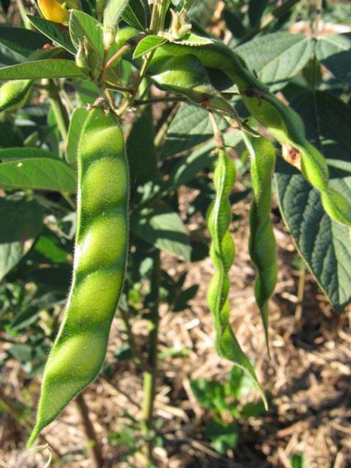 Gandules Verdes Pigeon Pea Congo Pea - Etsy