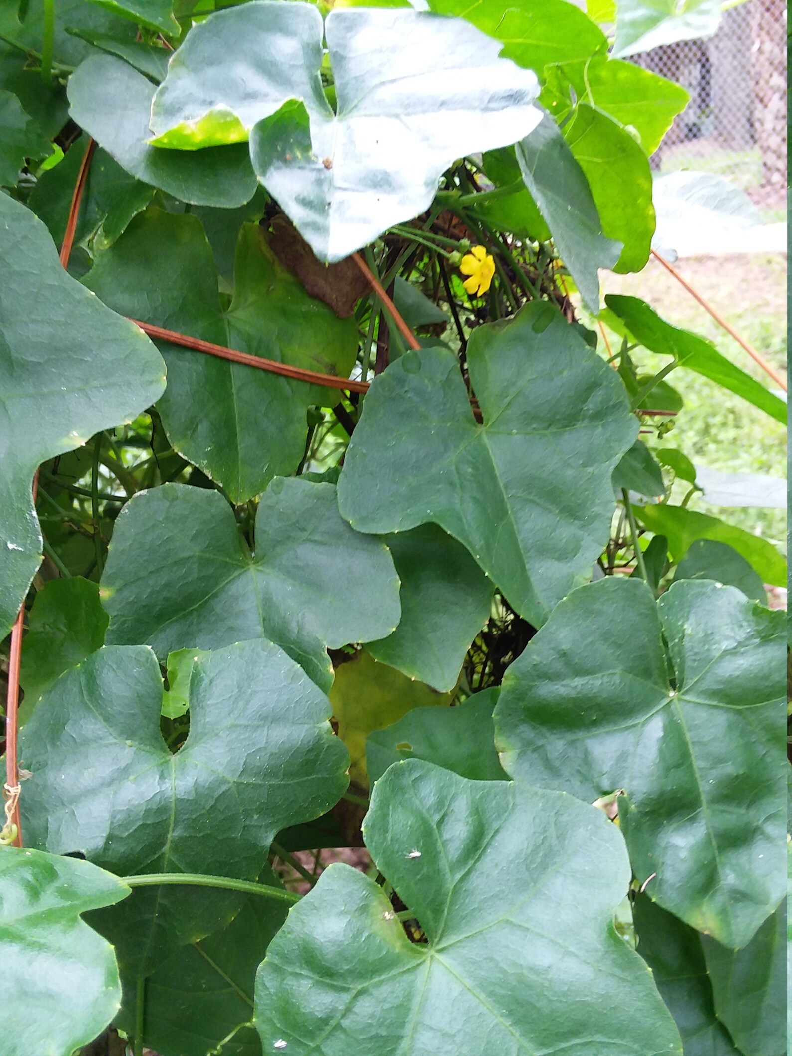Wild Florida Cucumber Seeds - Etsy