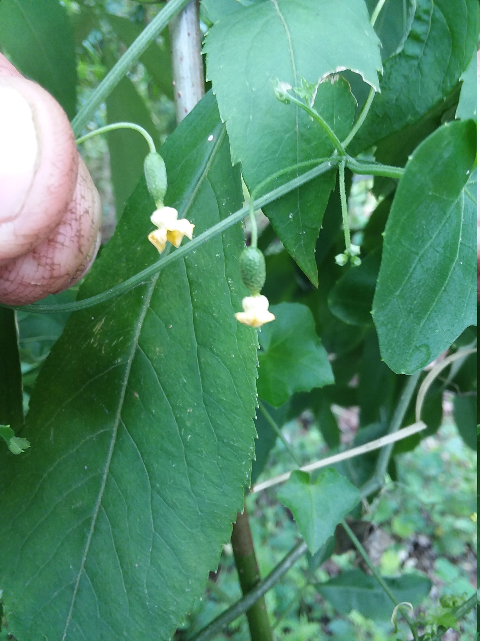 Wild Florida Cucumber Seeds - Etsy