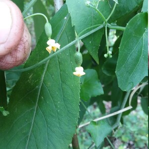 Wild Florida Cucumber Seeds - Etsy