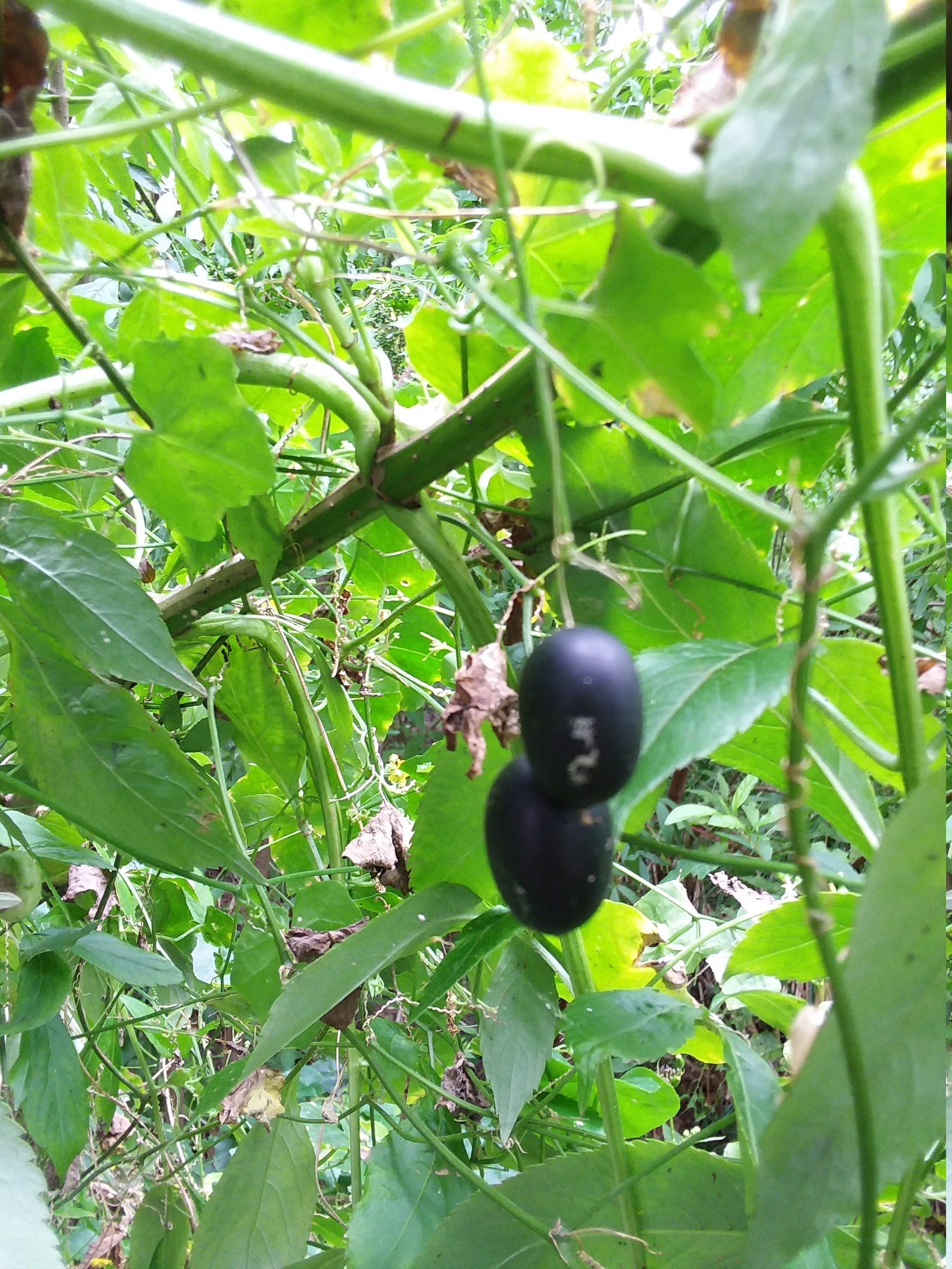 Wild Florida Cucumber Seeds - Etsy