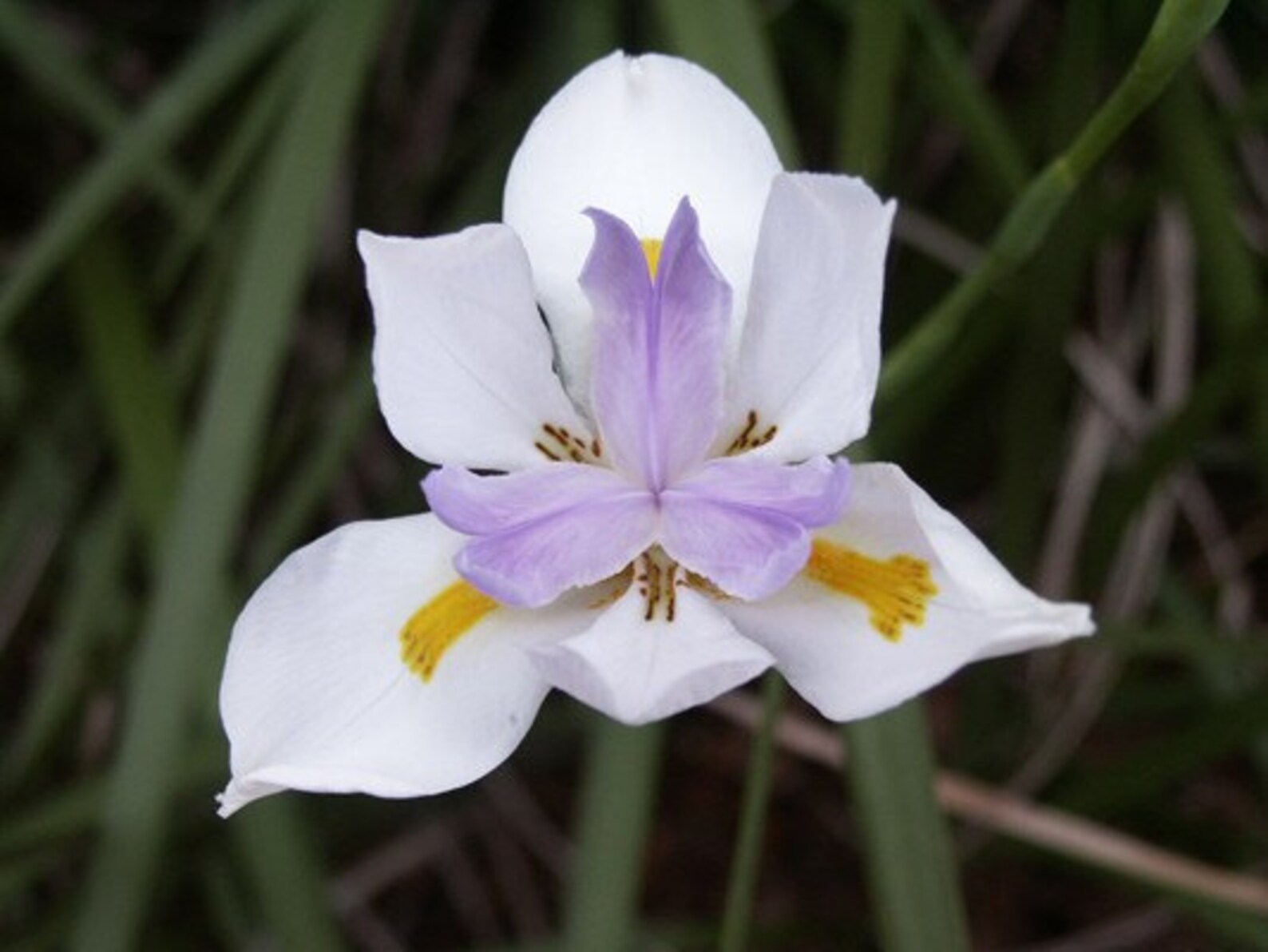 African Iris Dietes Iridioides - Etsy
