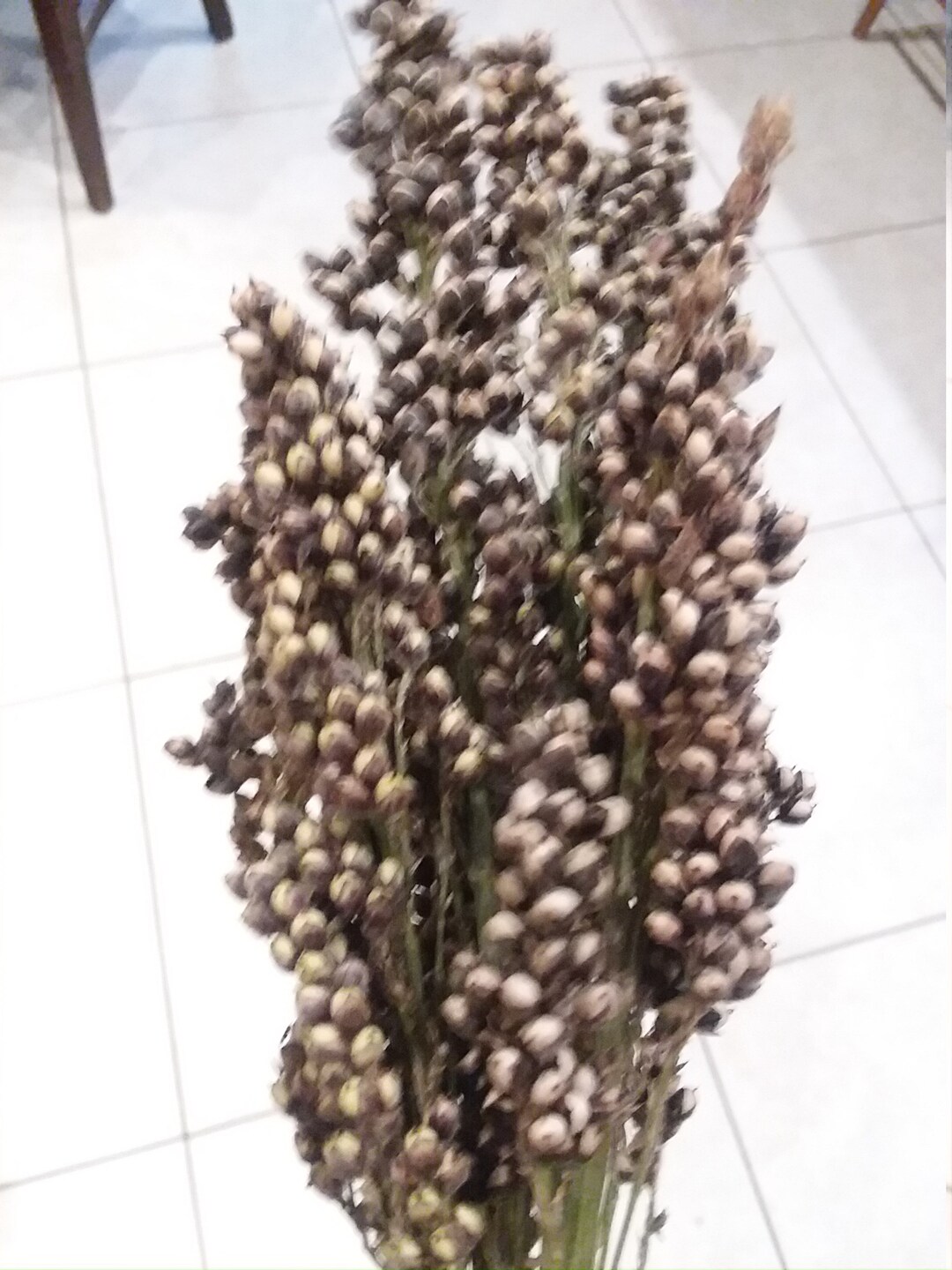 HEIRLOOM Organic White African SORGHUM Seeds - Etsy