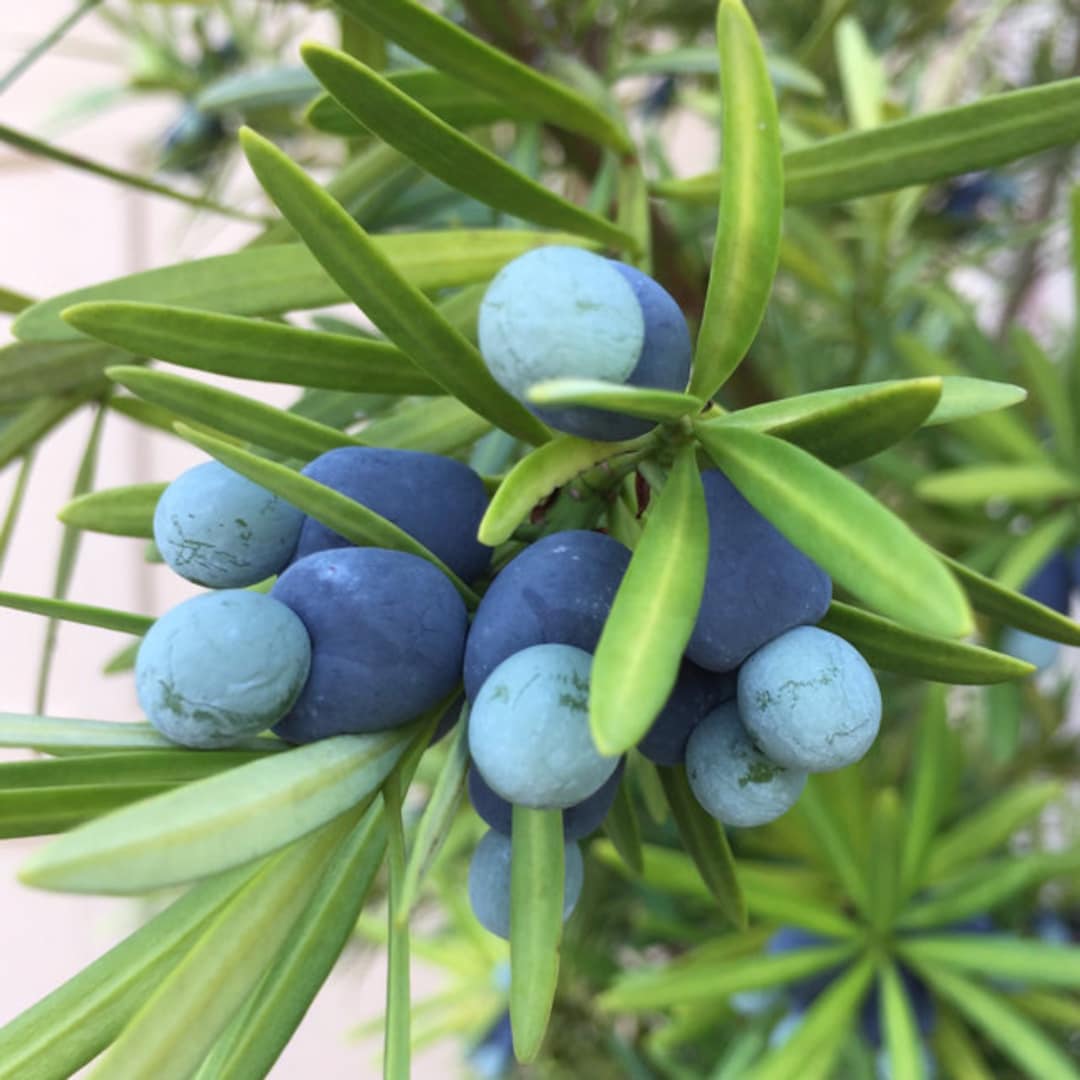 Podocarpus SEEDS Grow PRIVACY Hedges - Etsy