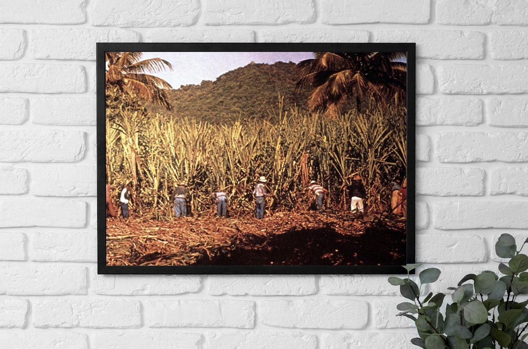 Cuba Vintage Collection, Harvesting Sugarcane by Hand Cuba Countryside ...
